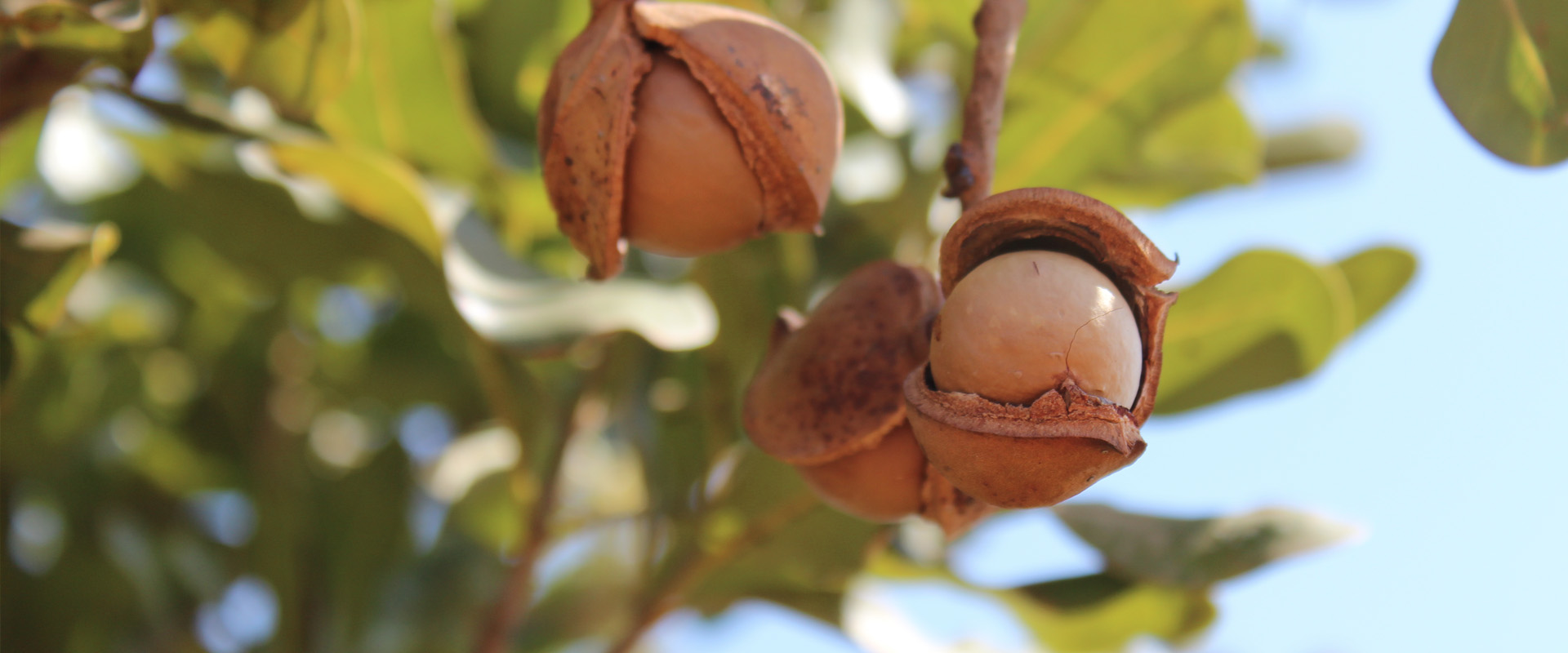 Nuts2 – source | market | invest
